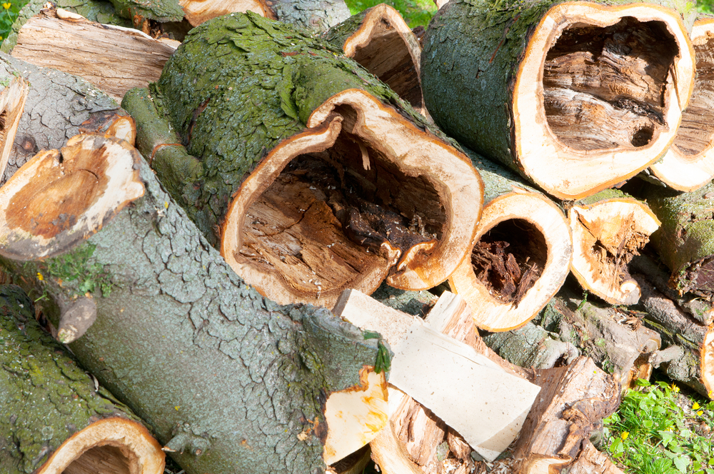 Baum fällen » Mit diesen Kosten sollten Sie rechnen