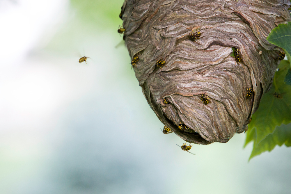 Bienennest entfernen » Mit diesen Kosten müssen Sie rechnen Bienennest entfernen » Mit diesen Kosten müssen Sie rechnen